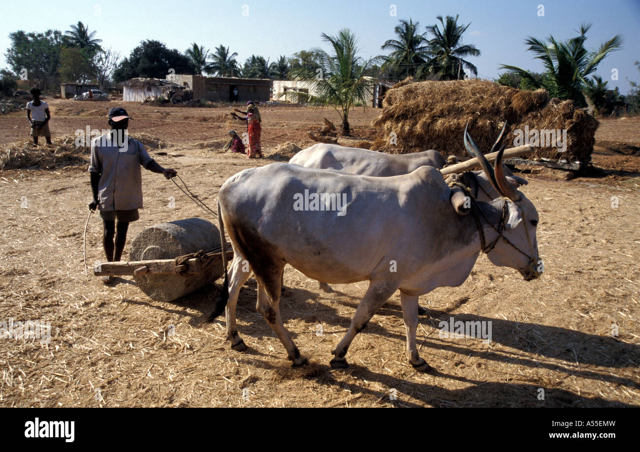 Millet threshing hi-res stock photography and images - Alamy