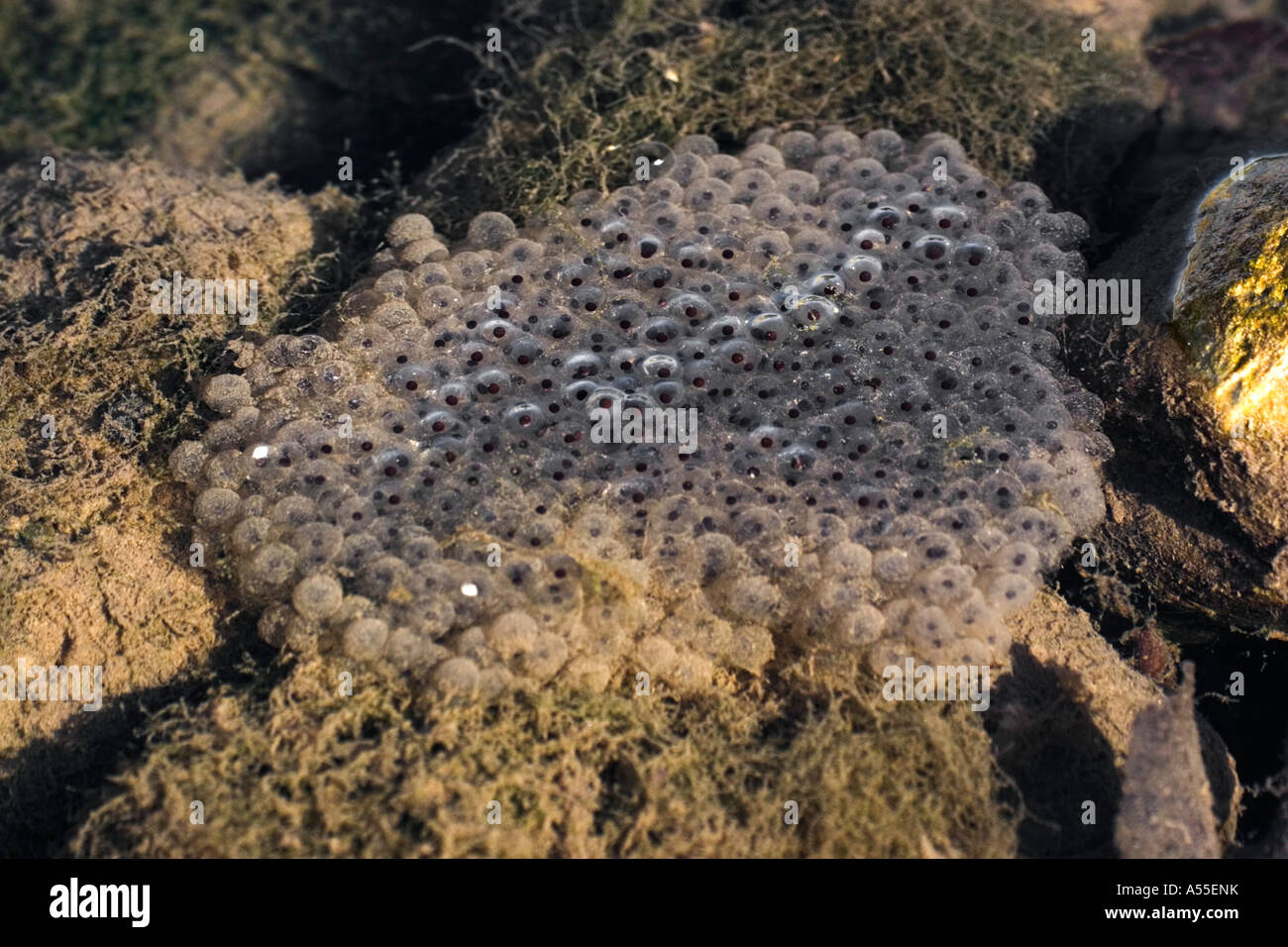 Frog sporn hi-res stock photography and images - Alamy