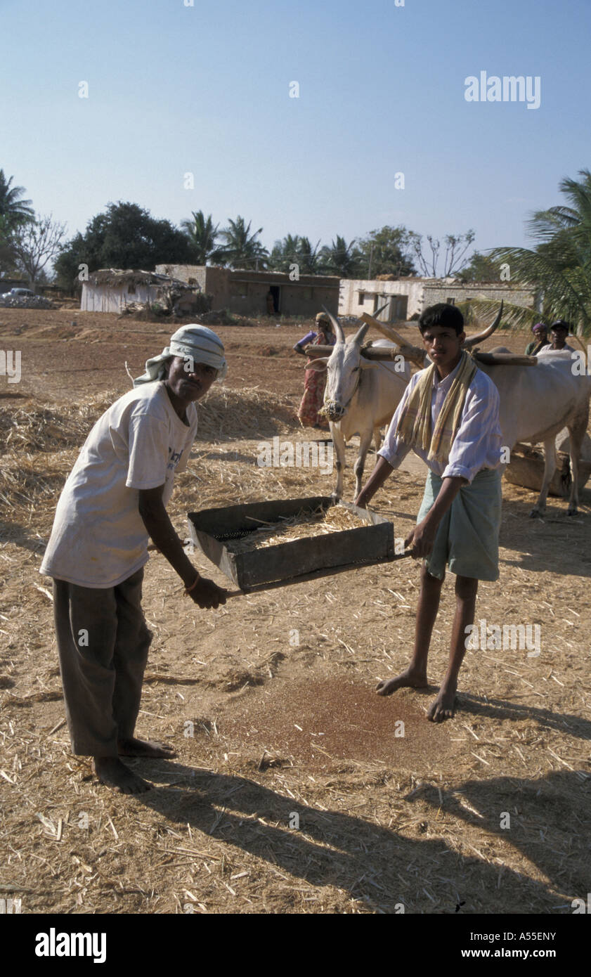 Painet ik0449 india threshing crushing finger millet harvest ...