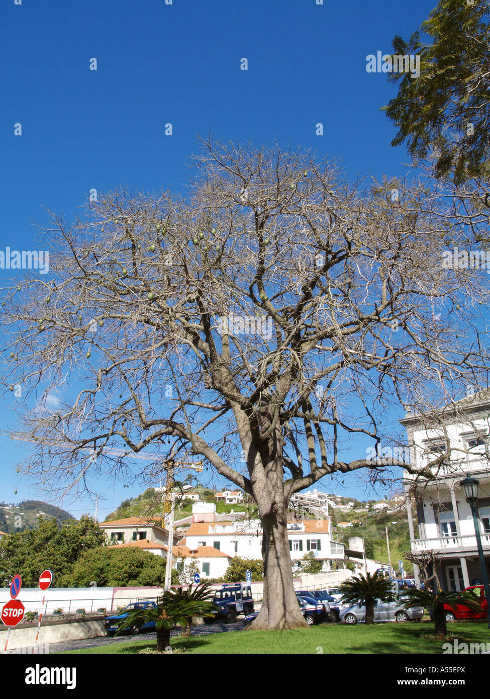 plants of Madeira Stock Photo - Alamy