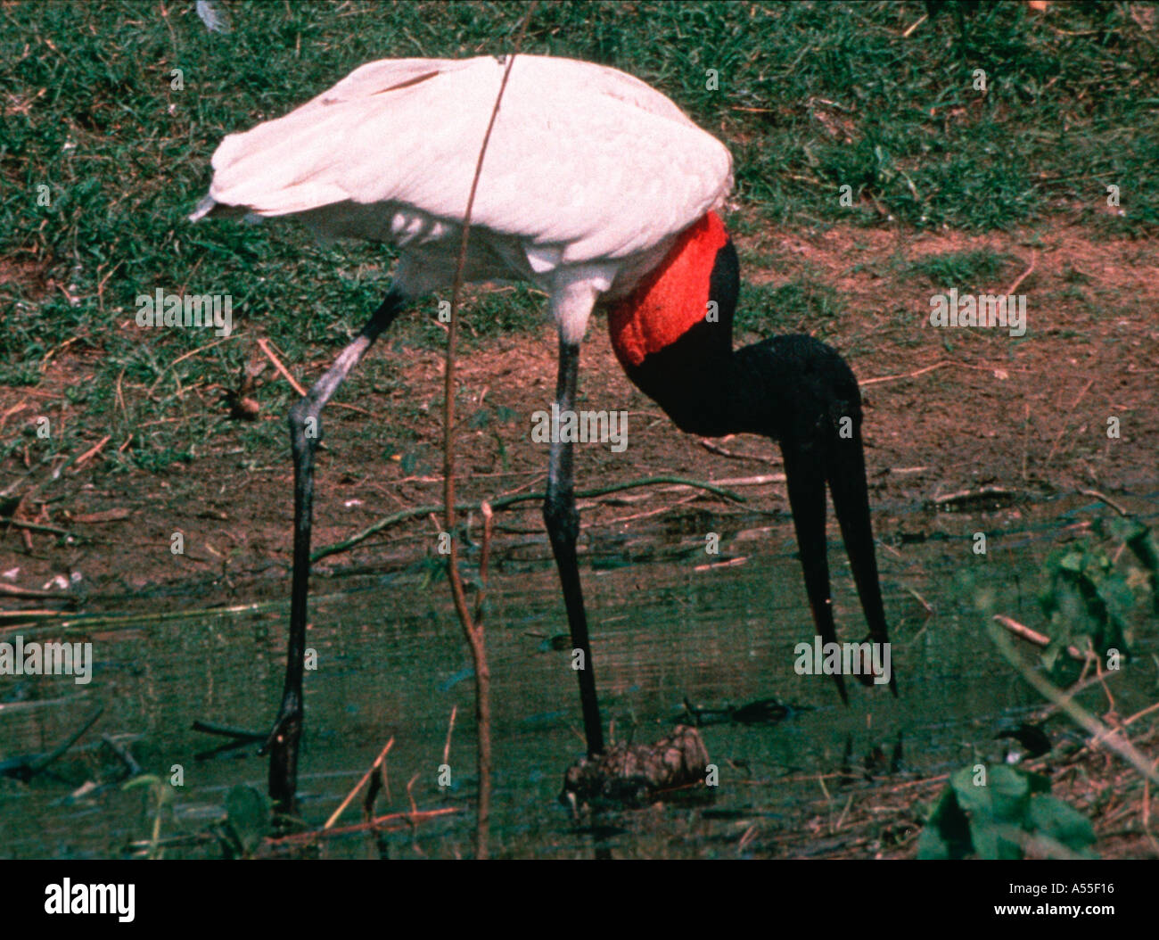 Jaburu hi-res stock photography and images - Alamy