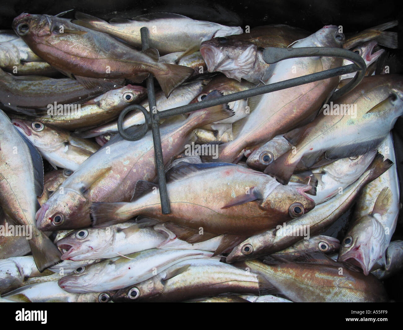 Uk whiting fish hi-res stock photography and images - Alamy