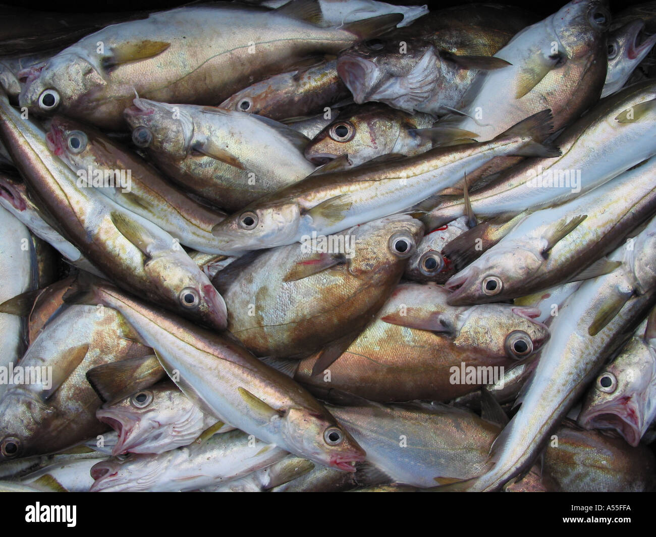 Fish box full of Whiting and Pout Whiting North Sea Fishing Stock Photo ...