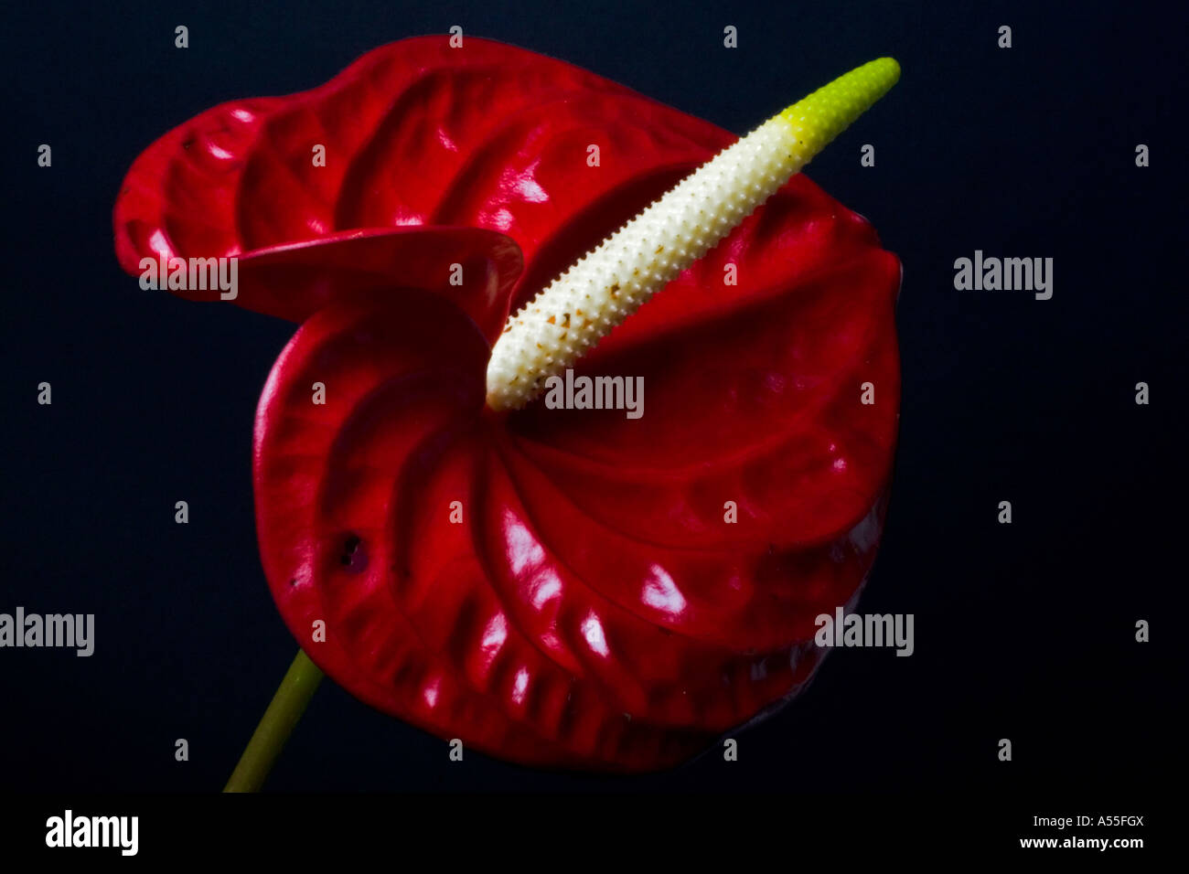 Flamingo Folower Painters pallette Anthurium Andreanum Stock Photo - Alamy