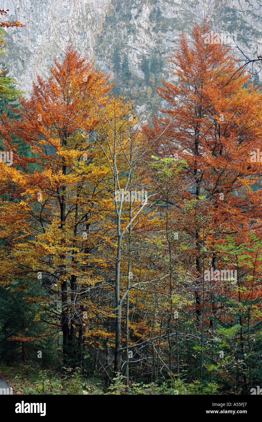 Fall atmosphere in the national park Berchtesgaden, Bavaria, Germany ...