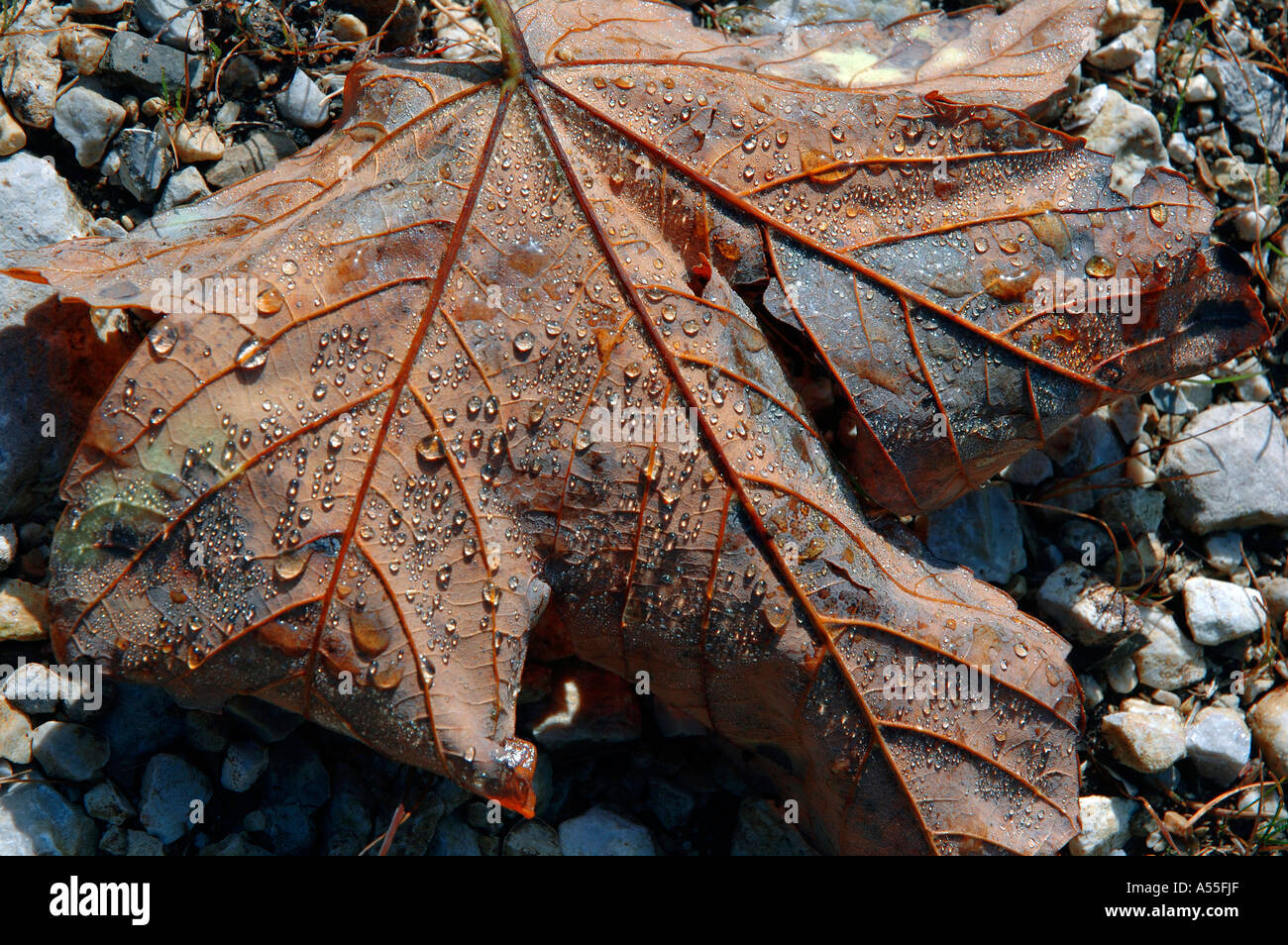 Leaves motive hi-res stock photography and images - Alamy