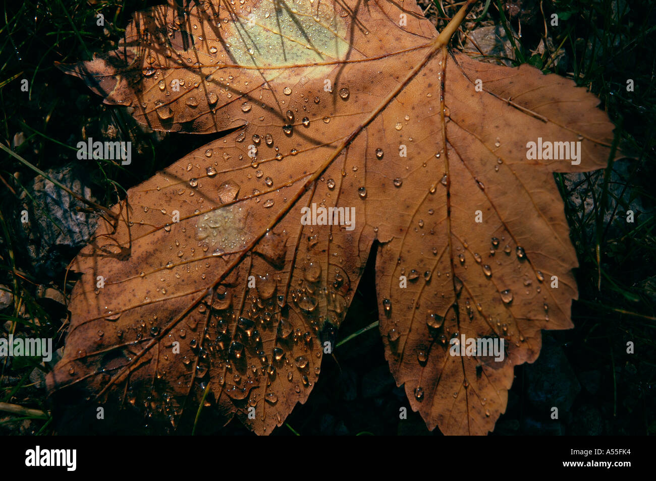 Leaves motive hi-res stock photography and images - Alamy