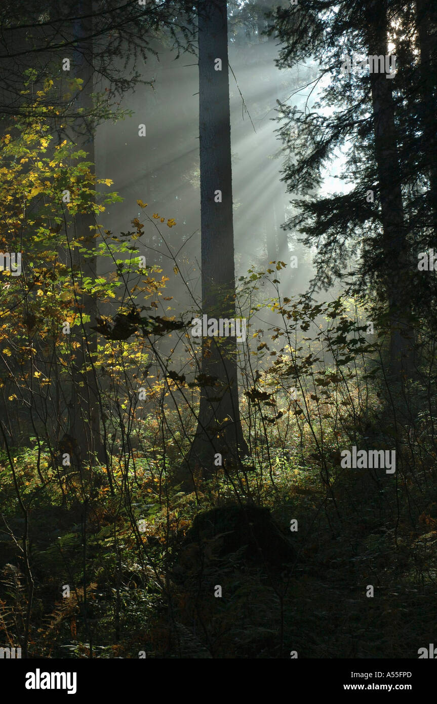 Fall atmosphere in the woods Stock Photo - Alamy