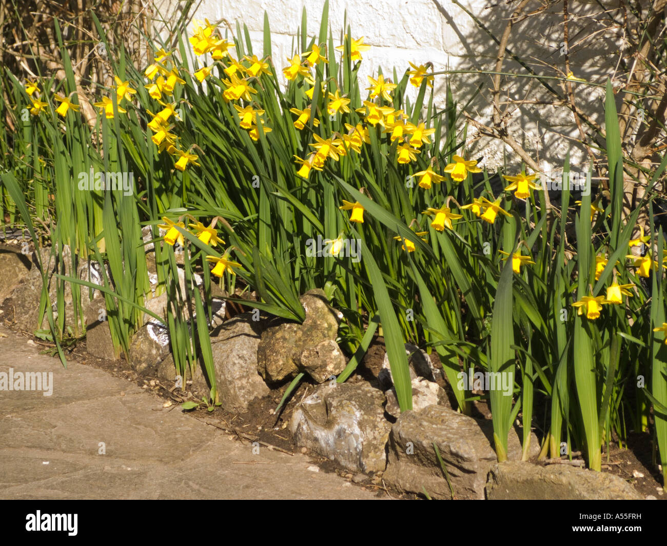 Spring Daffodils in the sun Stock Photo - Alamy
