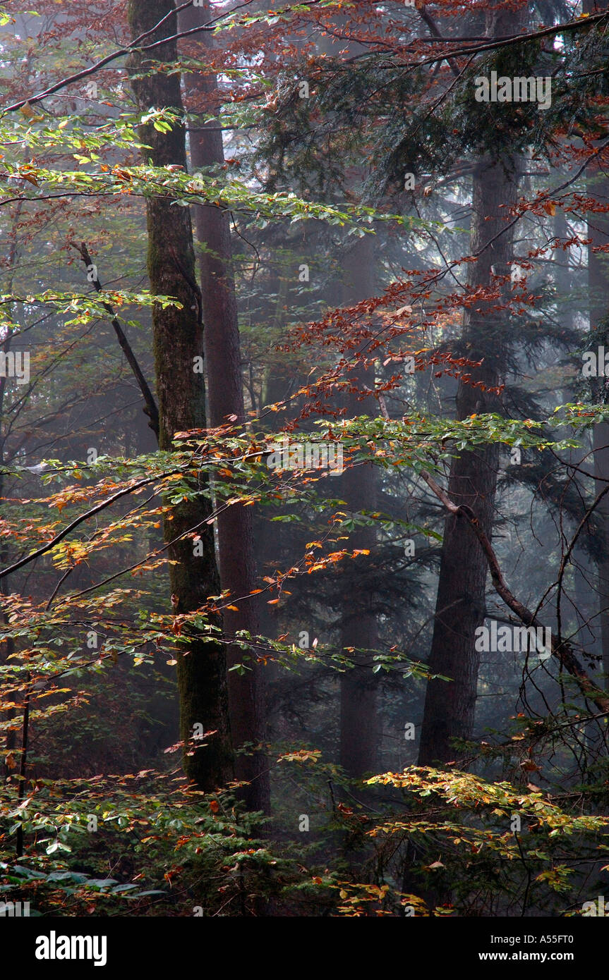 Fall atmosphere in the woods Stock Photo - Alamy