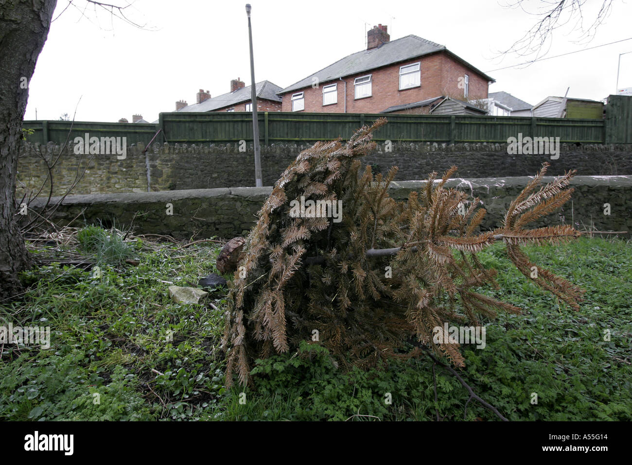 Christmas tree dumped uk hi-res stock photography and images - Alamy