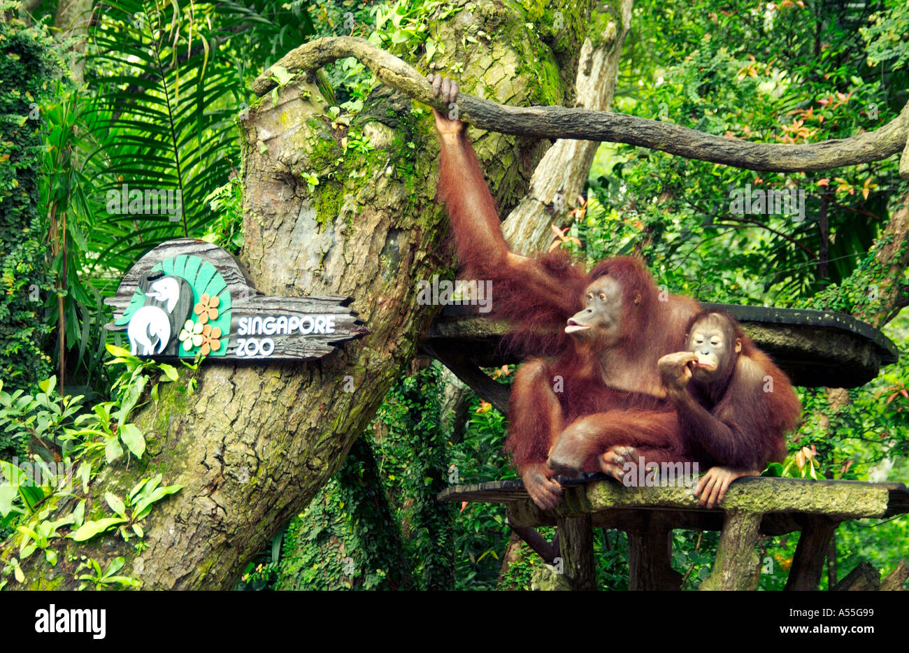 Two monkeys pose beside the Singapore Zoo sign Stock Photo - Alamy