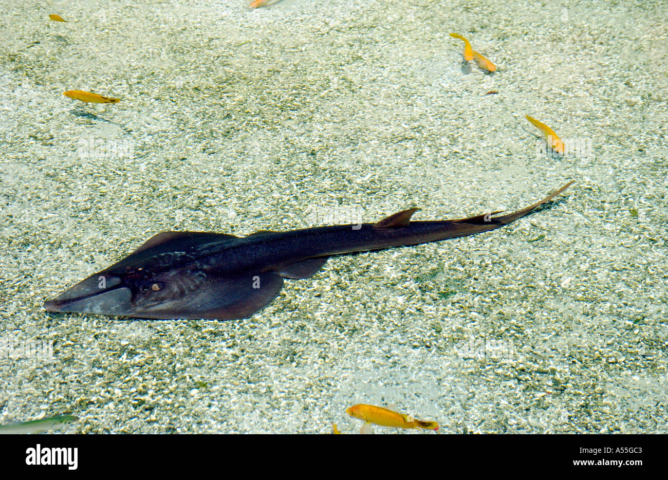 Various flatfish in the pools of Underwater World on Sentosa Island ...