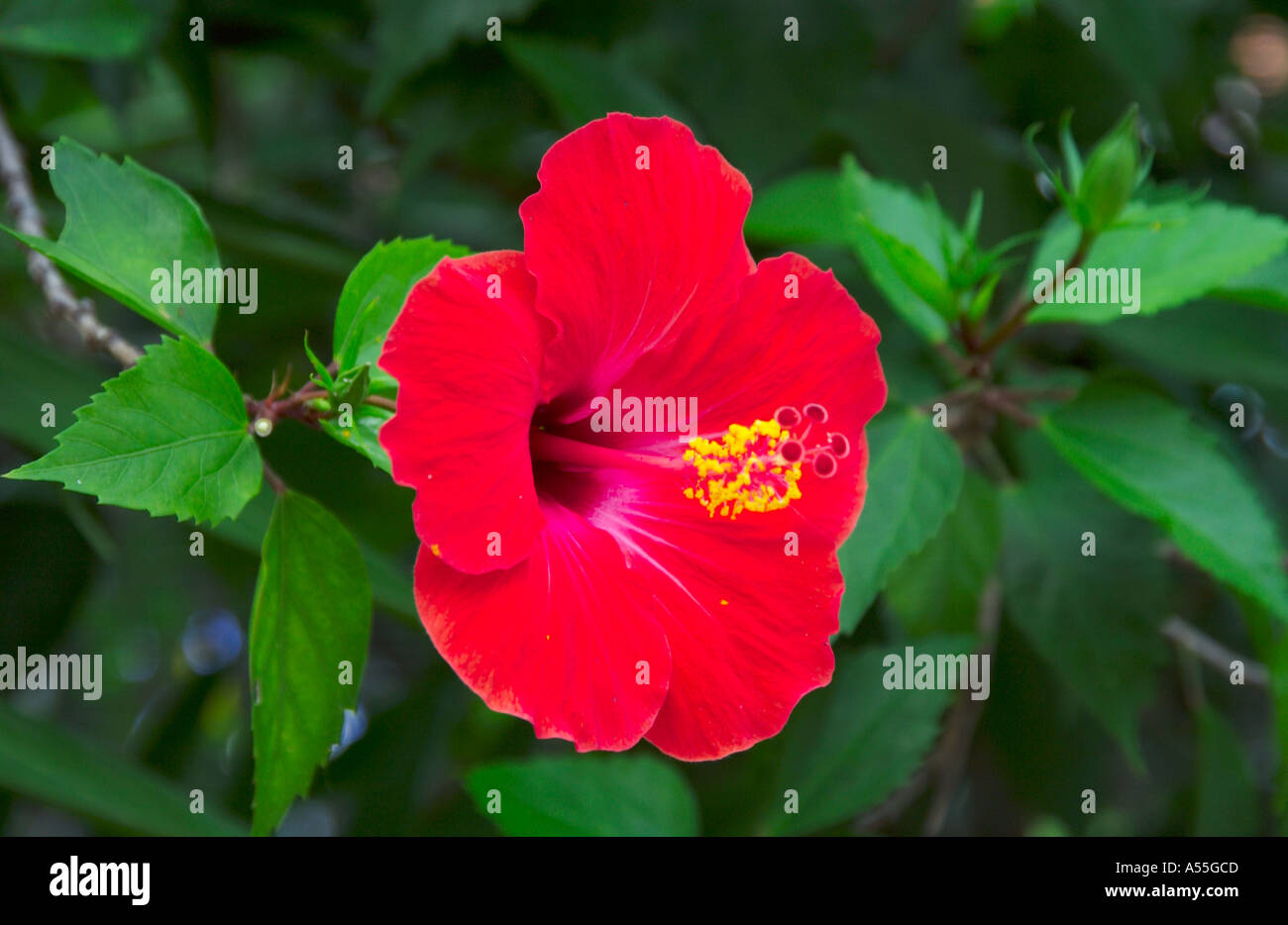 Closeup of the red hibiscus flower in the gardens of Singapore Stock Photo - Alamy