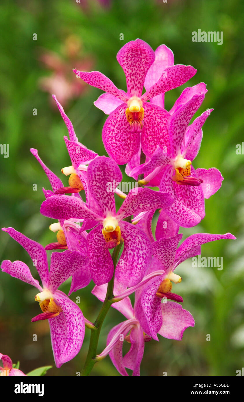 A large cluster of deep pink orchids in Singapores Botanical Gardens ...