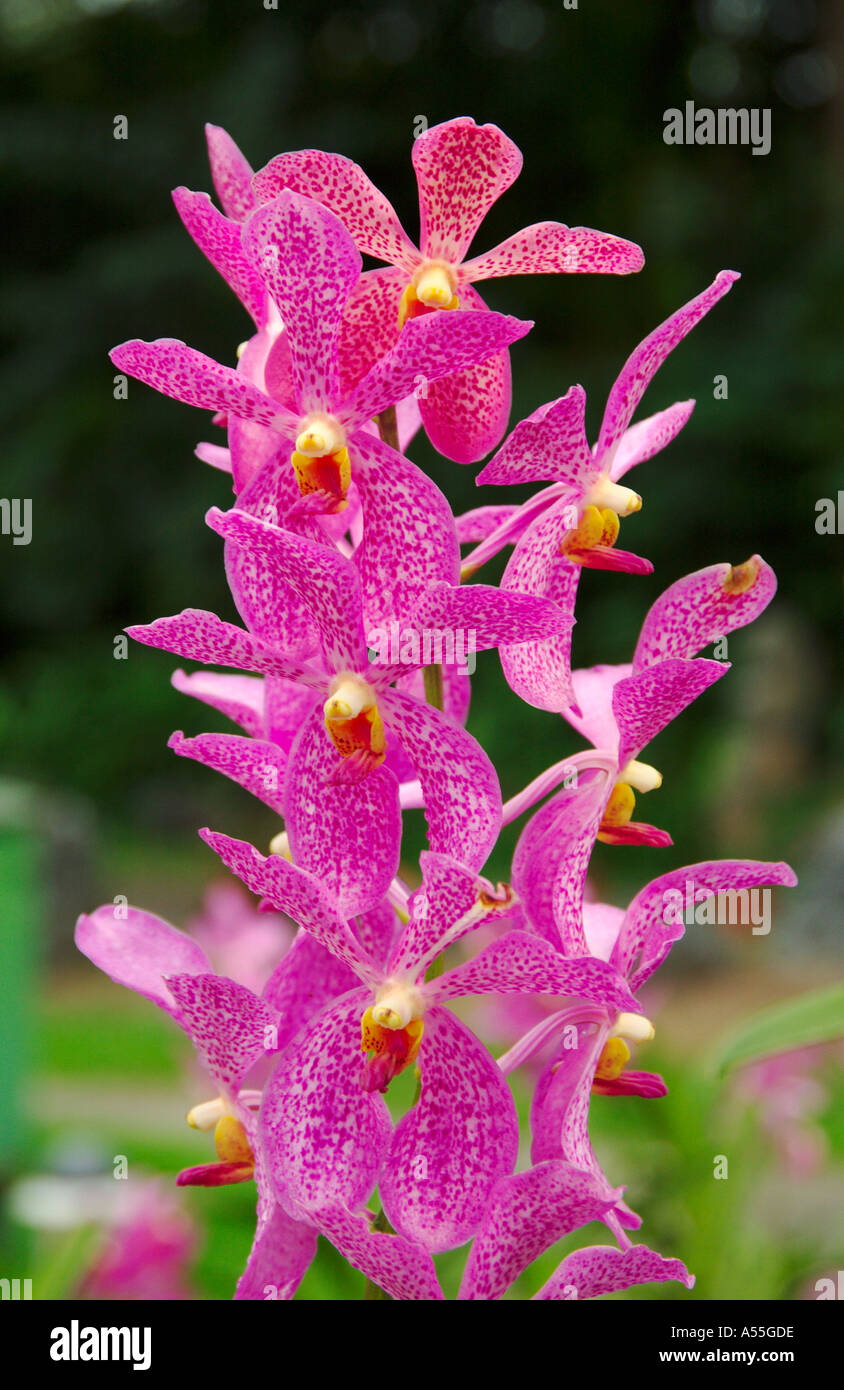 A large cluster of deep pink orchids in singapores Botanical Gardens ...