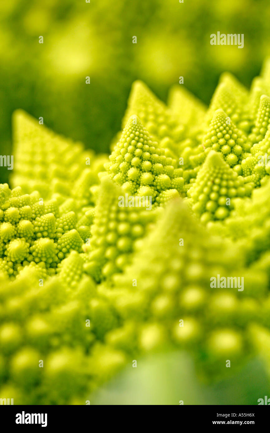 Vitamins in romanesco broccoli hi-res stock photography and images - Alamy