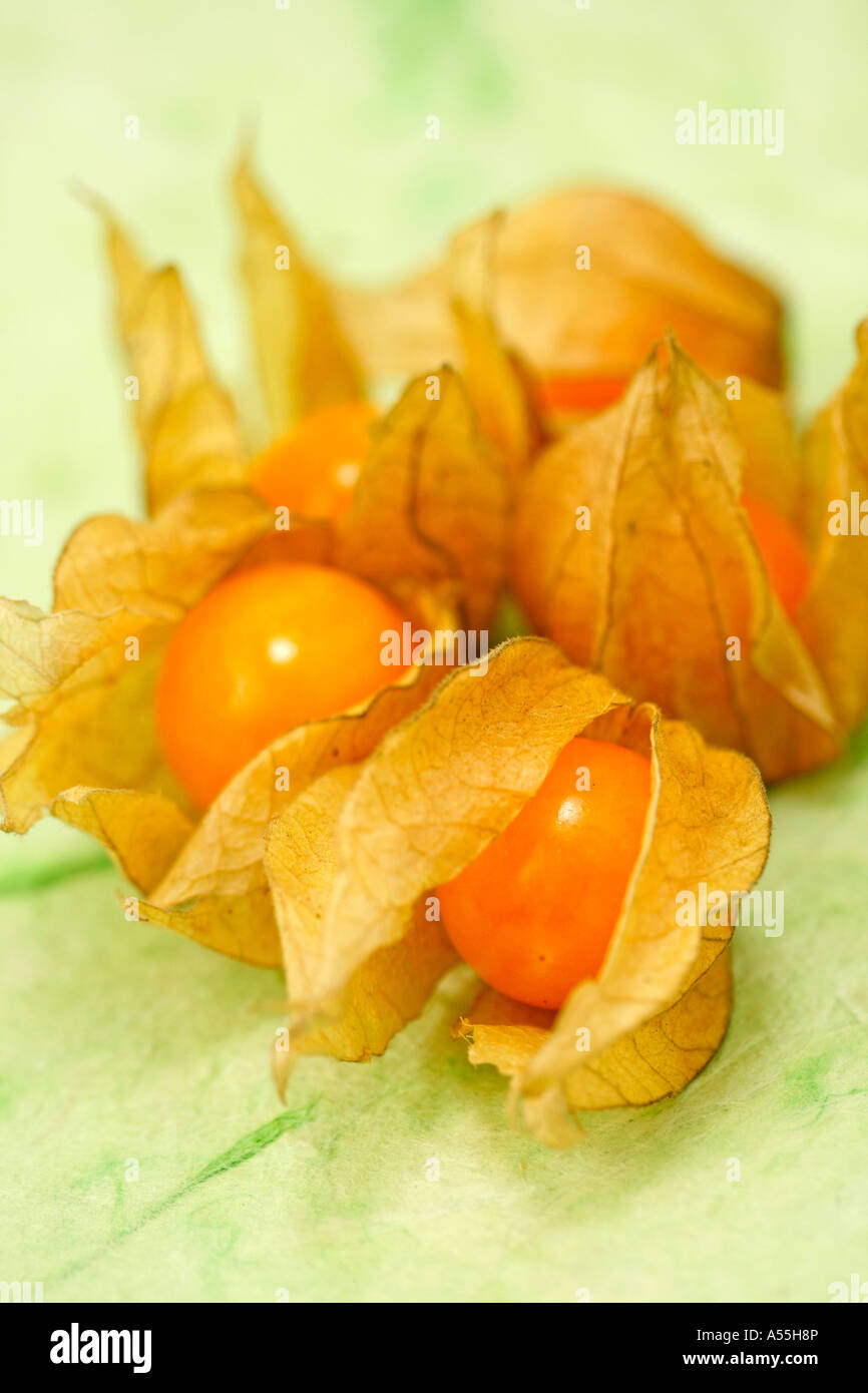 Physalis alkekengi Bladder cherries Stock Photo - Alamy