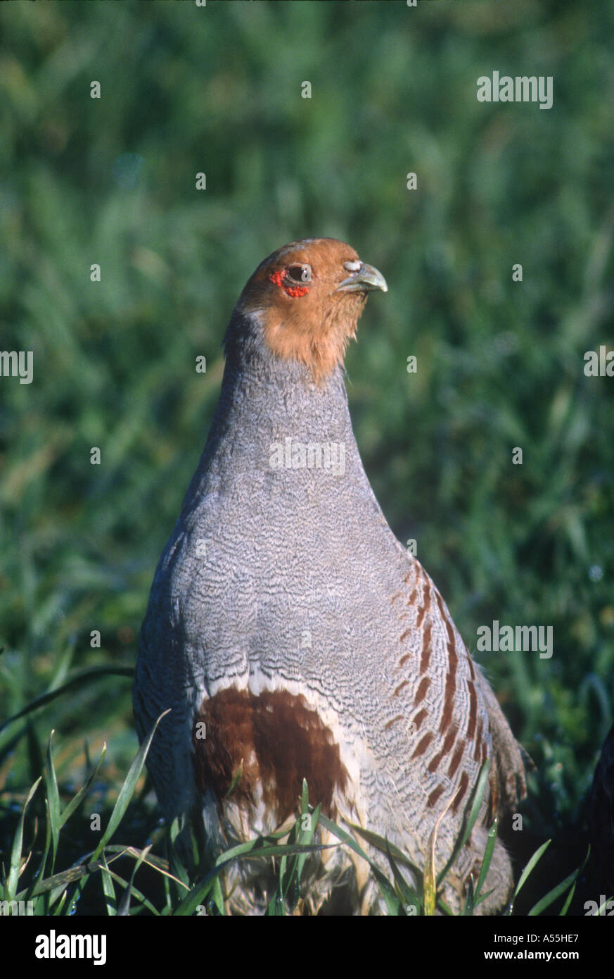 Uk grey partridge grass hi-res stock photography and images - Alamy