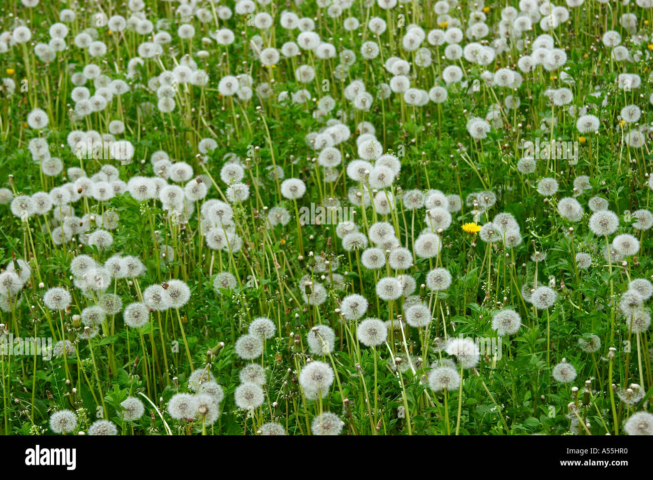 Withered flower of dandelion hi-res stock photography and images - Alamy