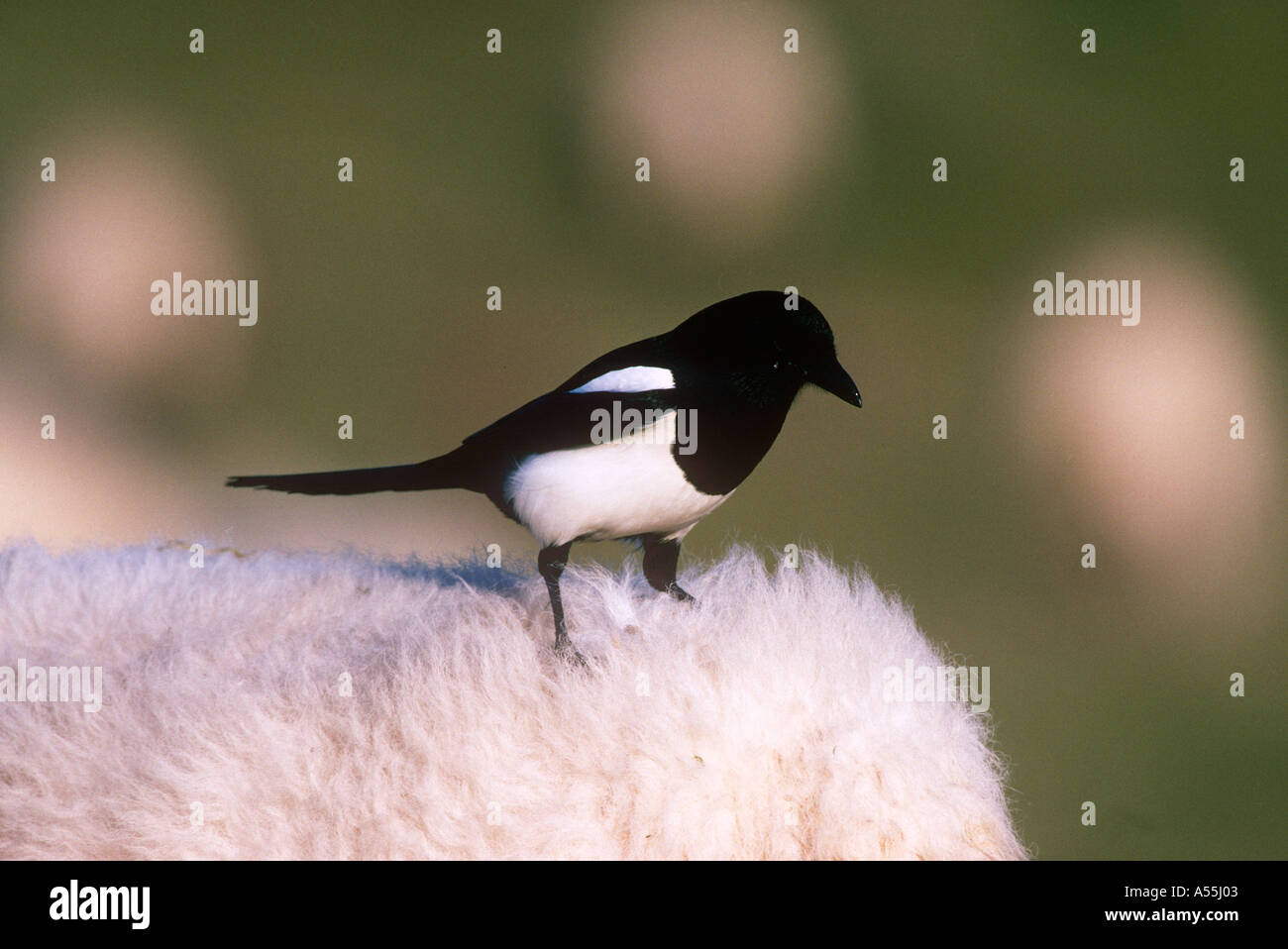 Sheep birds hi-res stock photography and images - Alamy