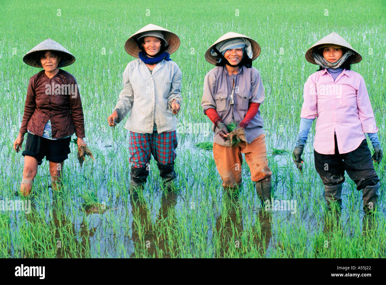 Farmers planting rice seedlings in the rice paddy Mekong Delta South ...