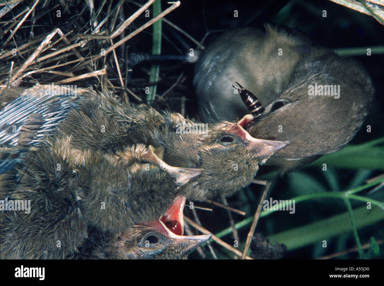 Garden Warbler feeding Earwig to Young Birds Natural World Environment ...