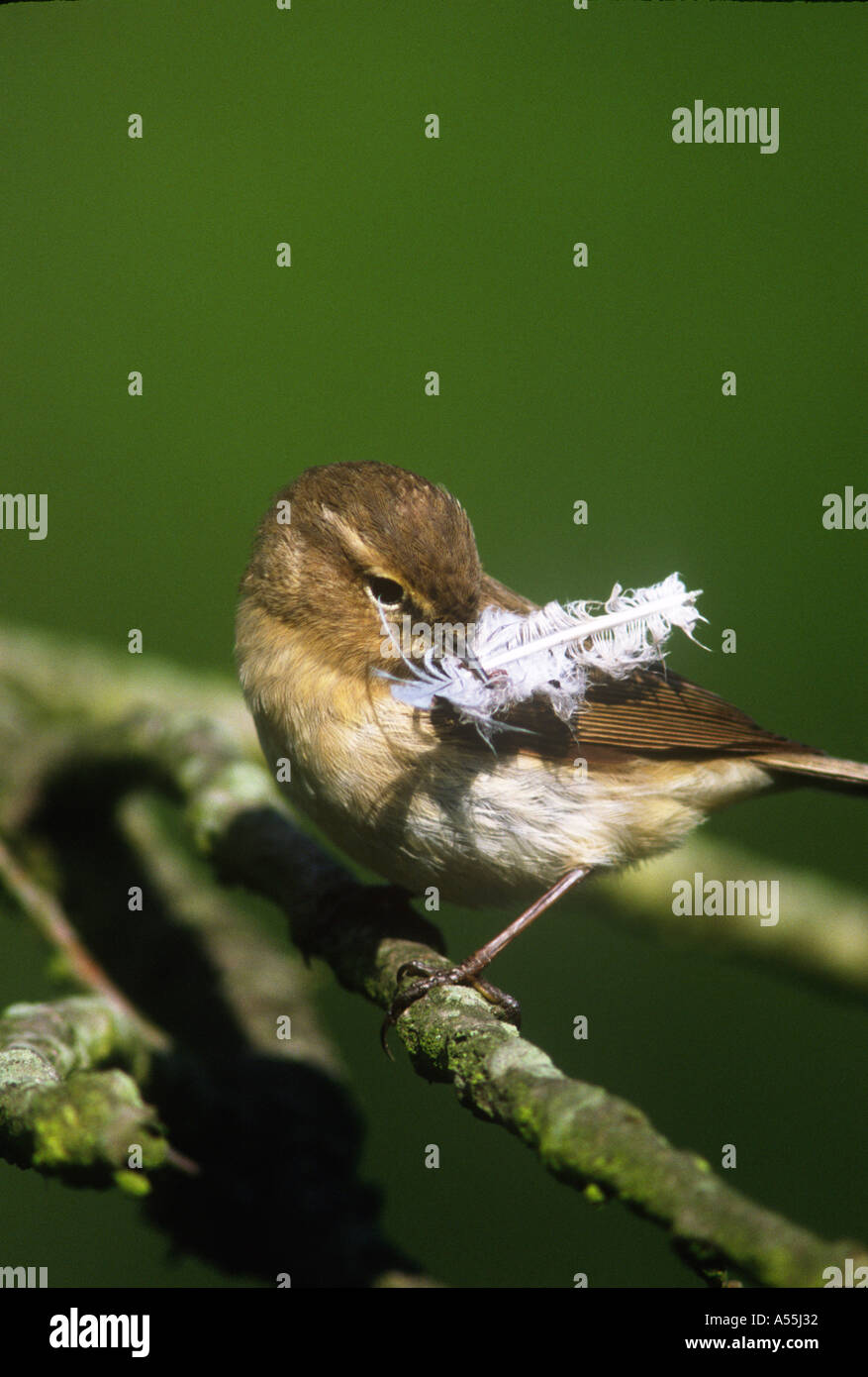 Chiff Chaff Birds Natural World Environment Wales Stock Photo - Alamy