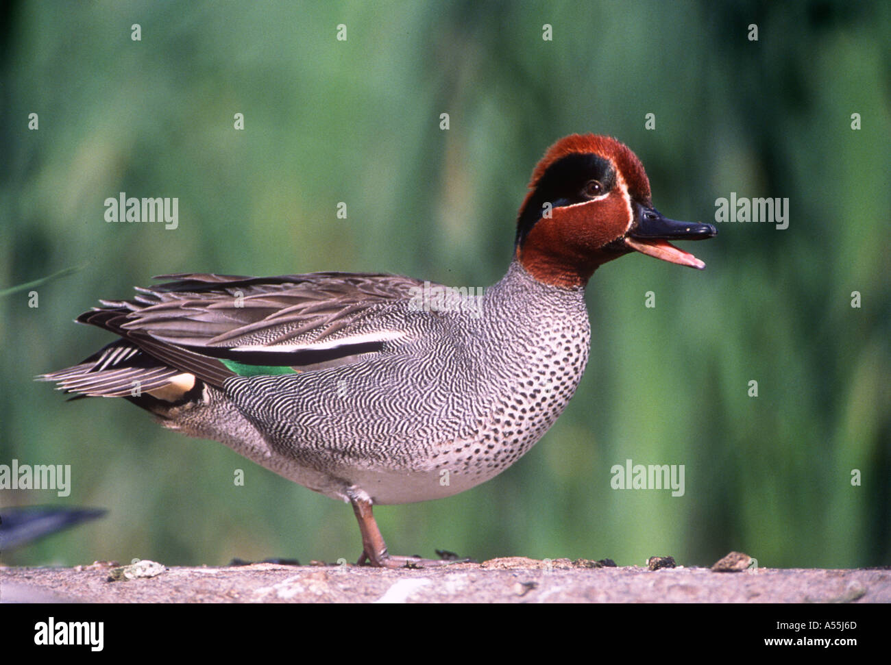 Common Teal Calling Birds Natural World Environment Wales Stock Photo ...