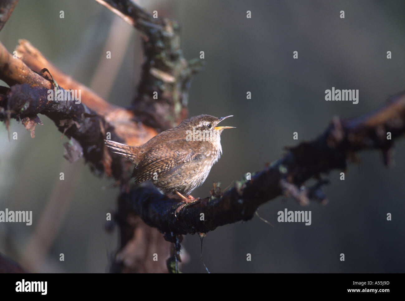 Wren Birds Natural World Environment Wales Stock Photo - Alamy