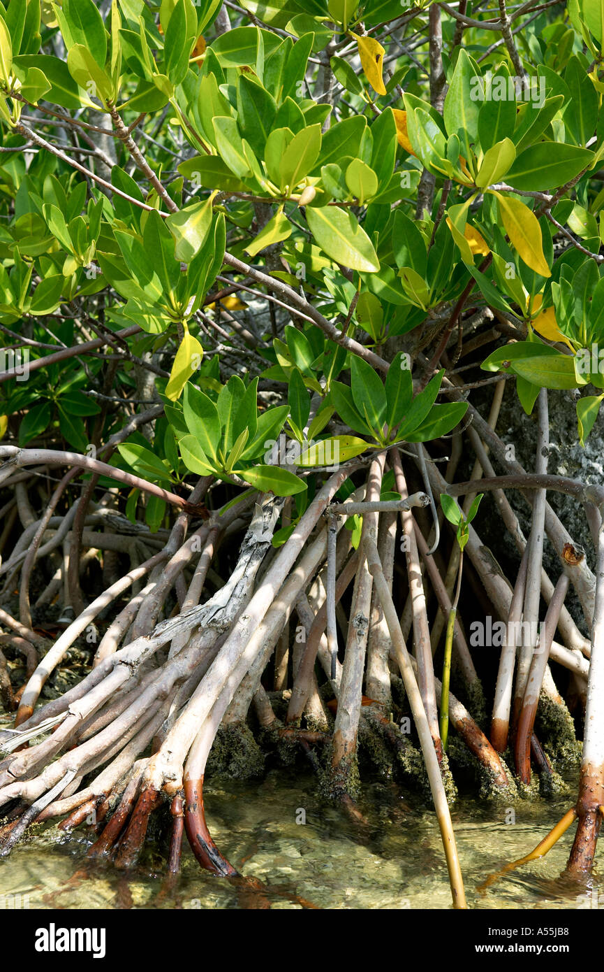 Red mangrove roots florida keys america Stock Photo - Alamy