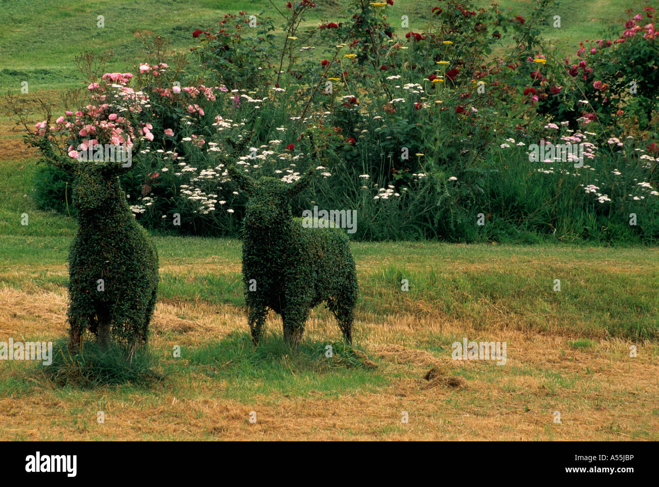 Topiary sheep topiary sheep hi-res stock photography and images - Alamy