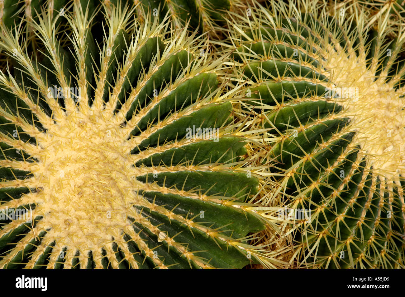 Cactus kew botanical gardens Richmond London uk Stock Photo - Alamy