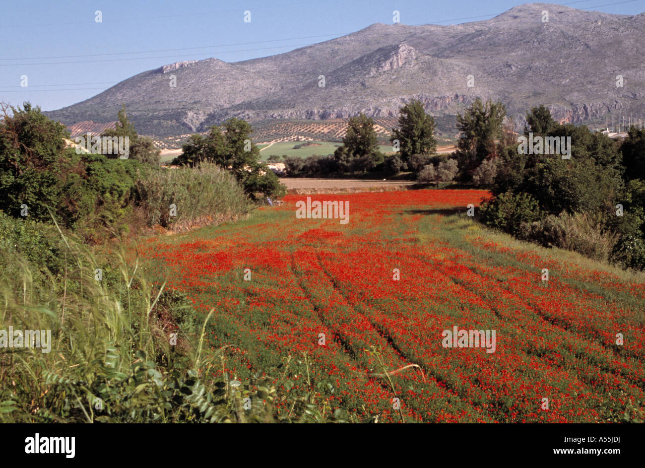 Red poppies growing in field in Provence with mountains in background ...