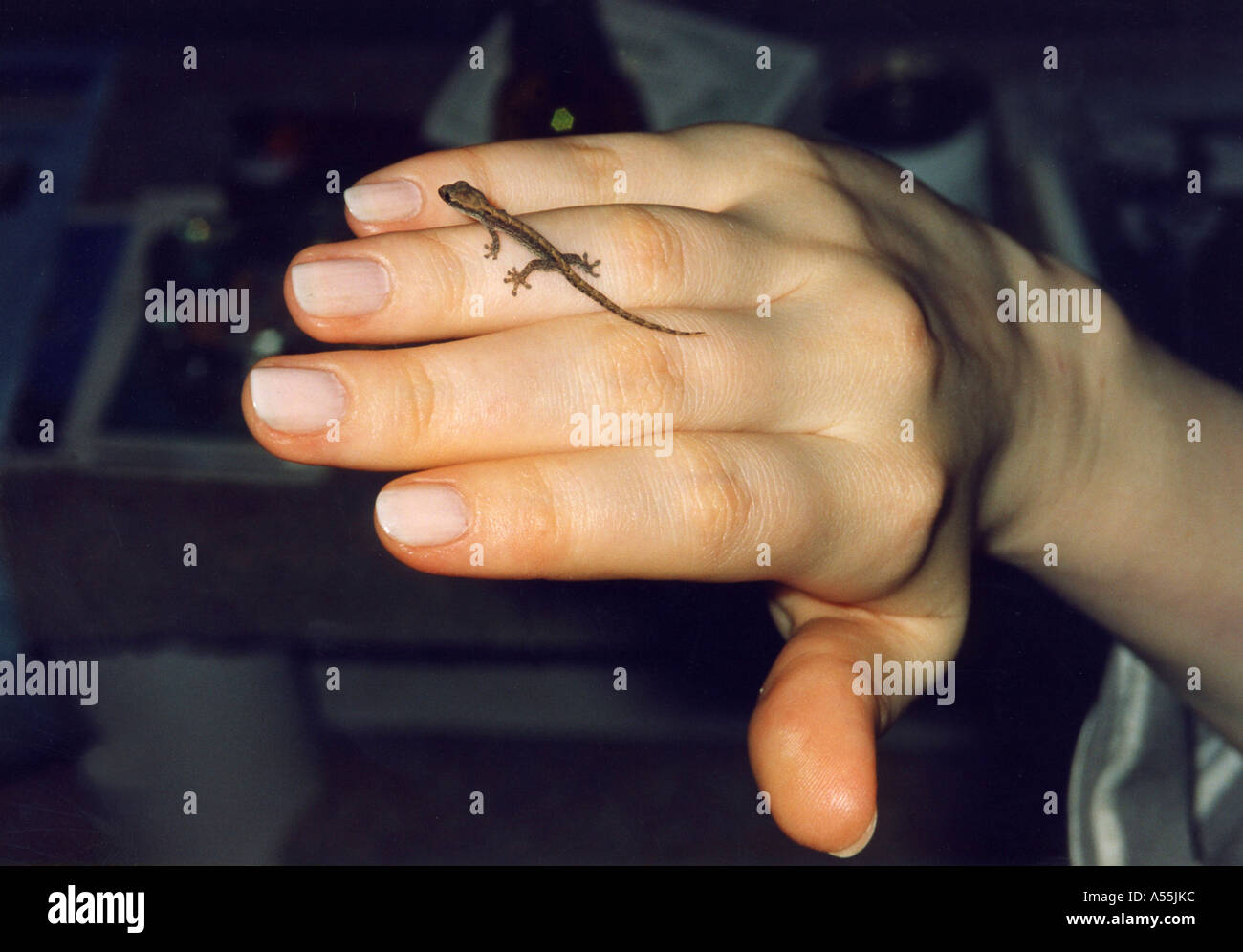 Small reptiles hi-res stock photography and images - Alamy