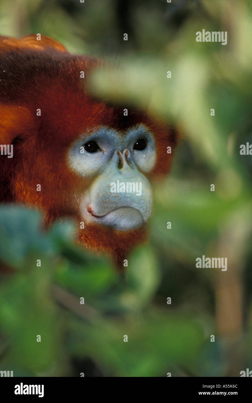 Golden monkey china hi-res stock photography and images - Alamy