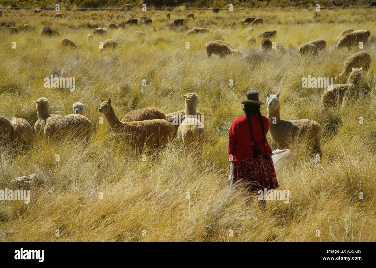 Indian woman herding alpacas on the meadow Scared Valley Cusco Peru ...