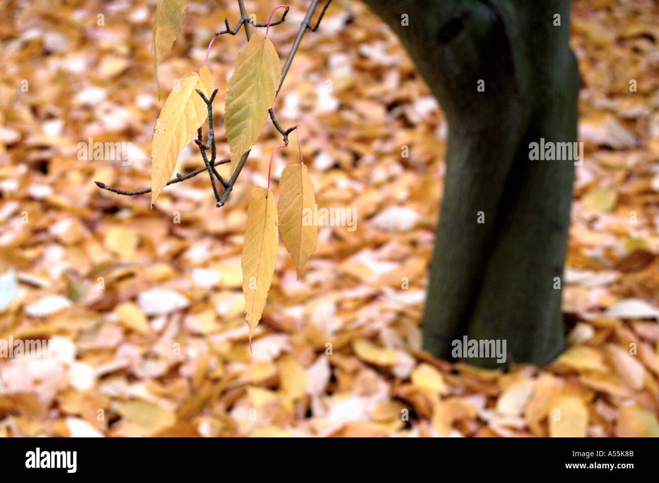 Last of the few hi-res stock photography and images - Alamy