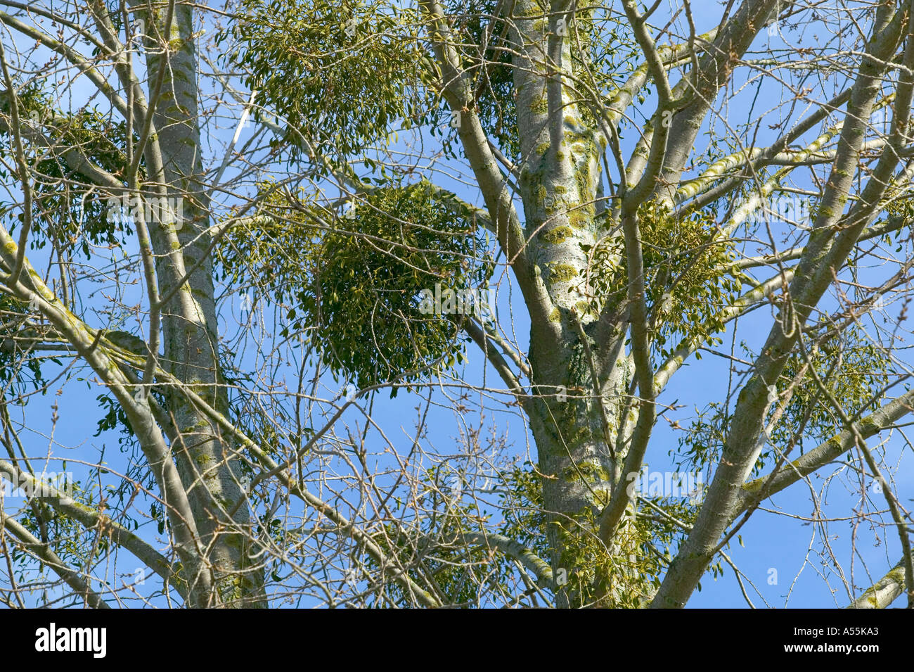 Welsh celtic border hi-res stock photography and images - Alamy