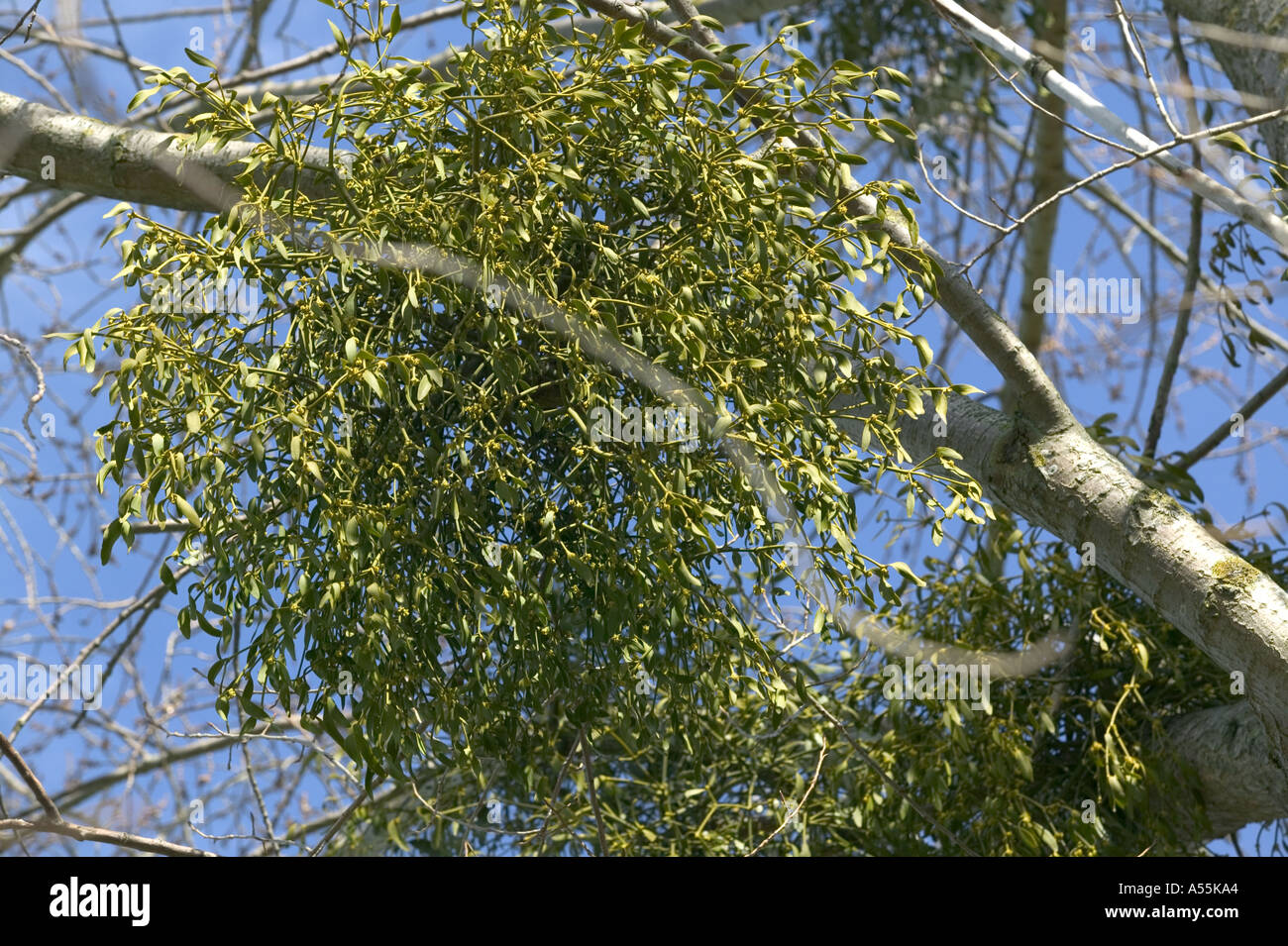 Welsh celtic border hi-res stock photography and images - Alamy