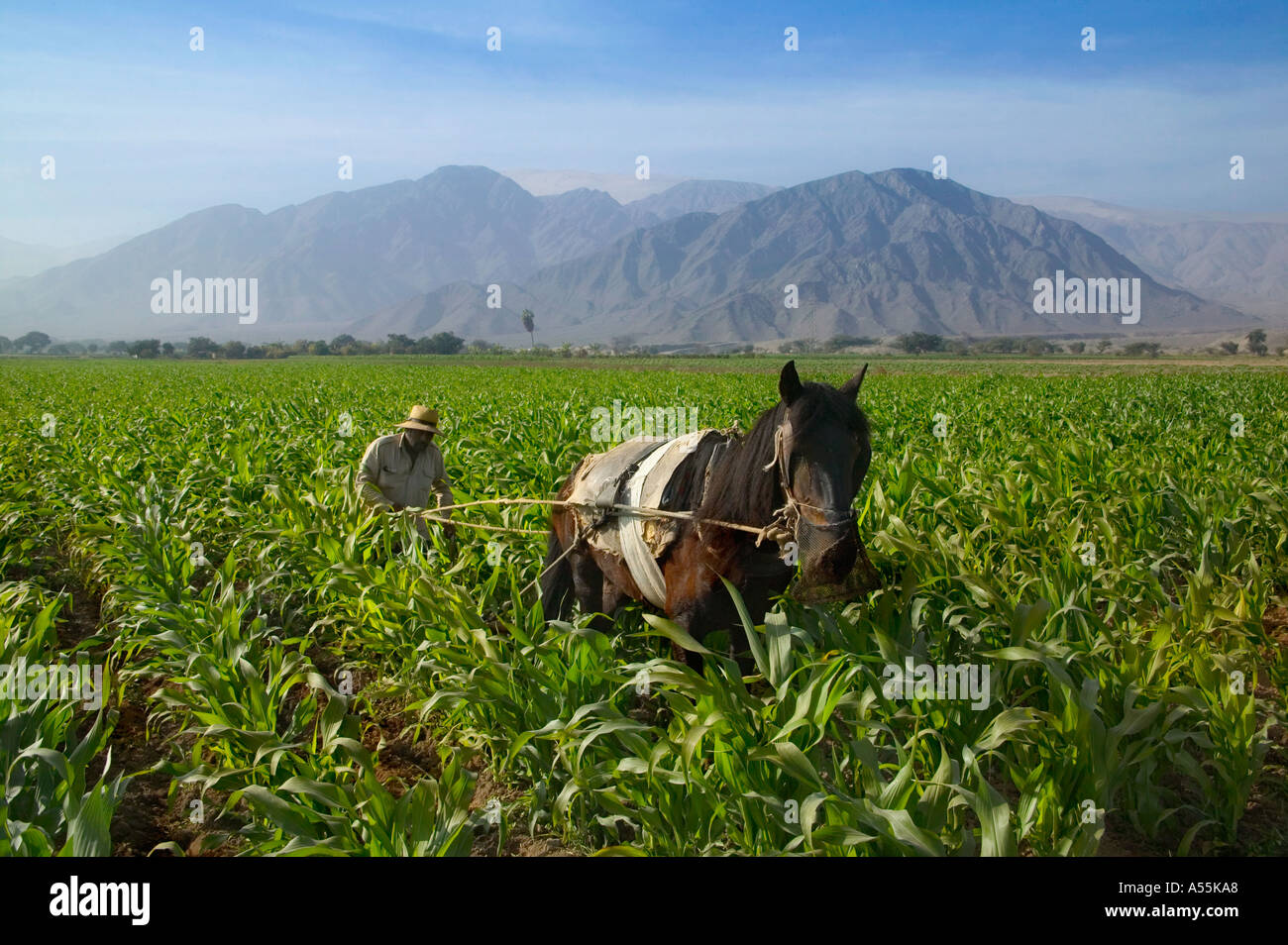 Farmer with donkey in farmland mountains in the distance Nazca area ...