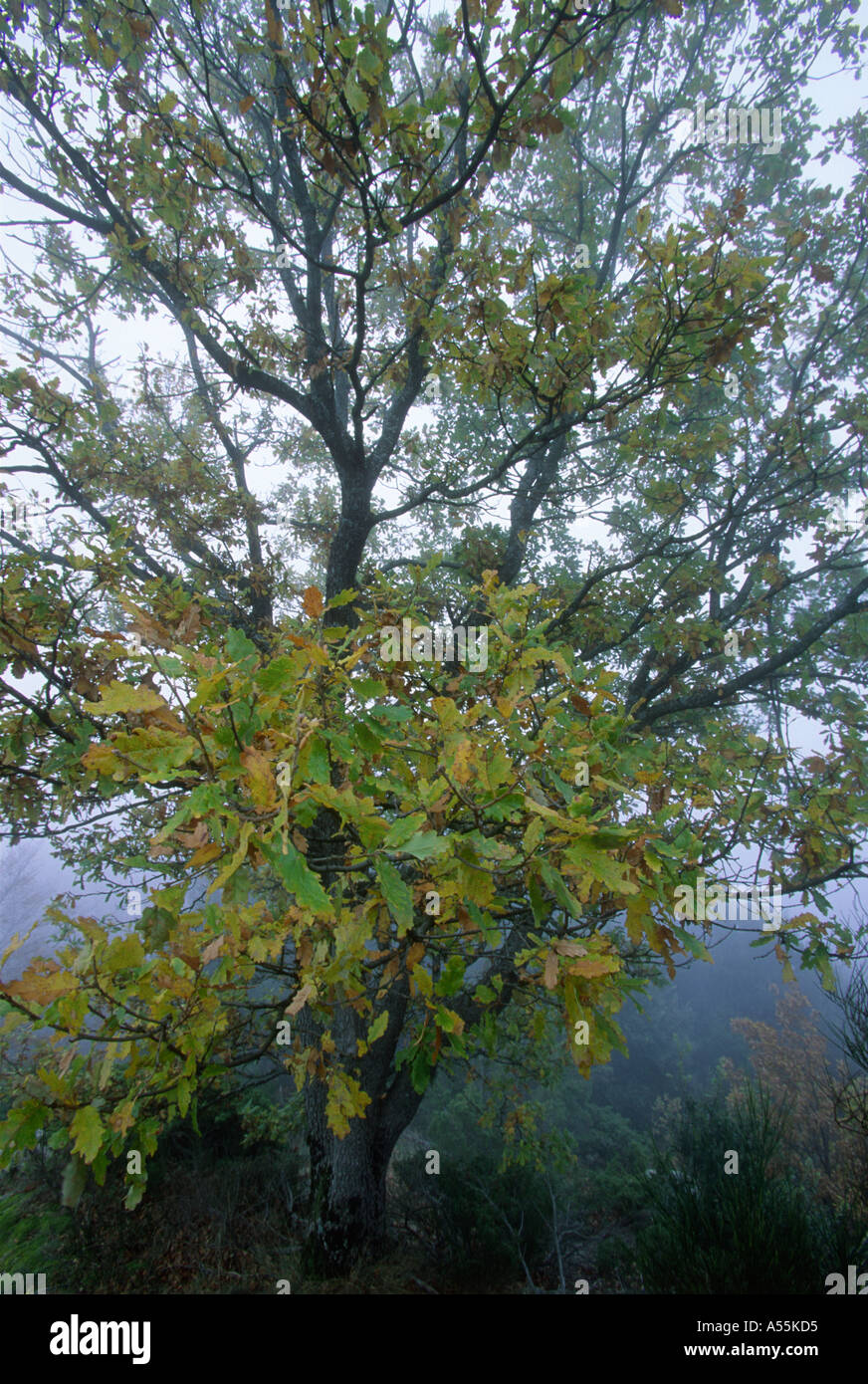 Oak Tree, Quercus sp. Leaves on tree. Atumn Stock Photo - Alamy