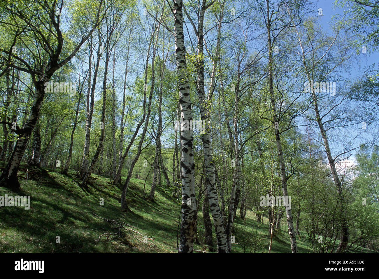 Birch Trees, Betula pendula. Wood at the Spring Stock Photo - Alamy