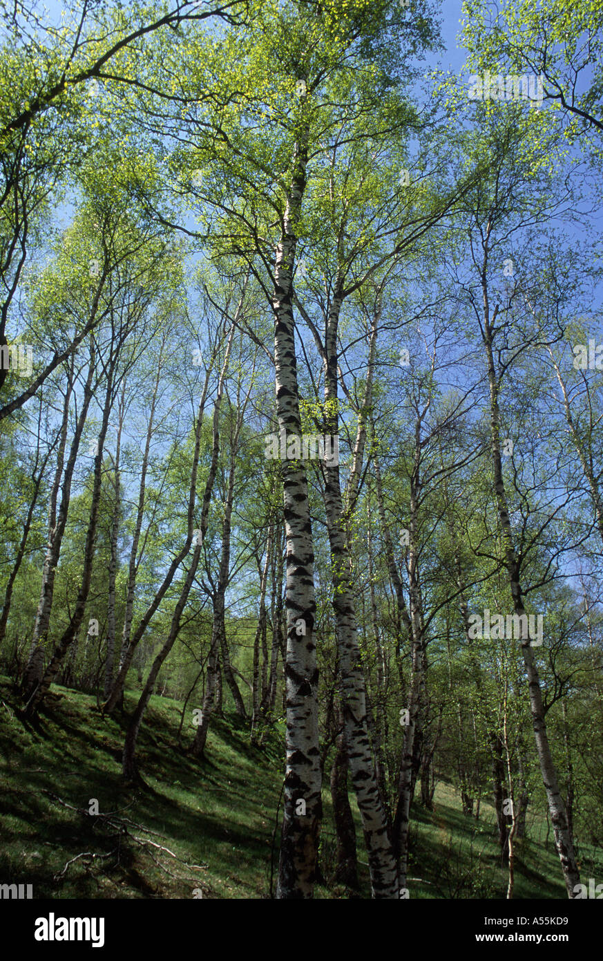 Birch Trees, Betula pendula. Wood at the Spring Stock Photo - Alamy