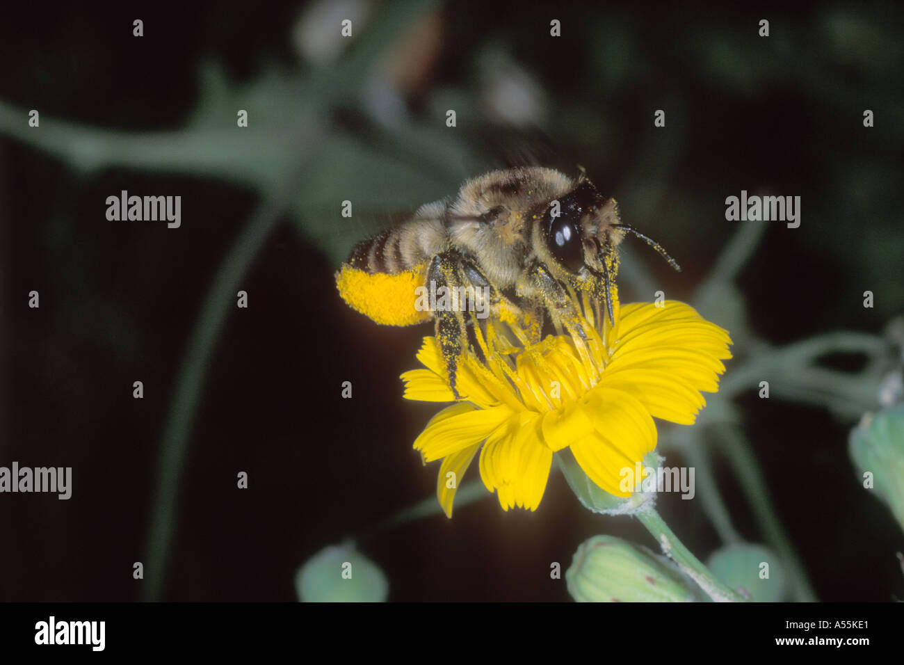 Leafcutting bees hi-res stock photography and images - Alamy