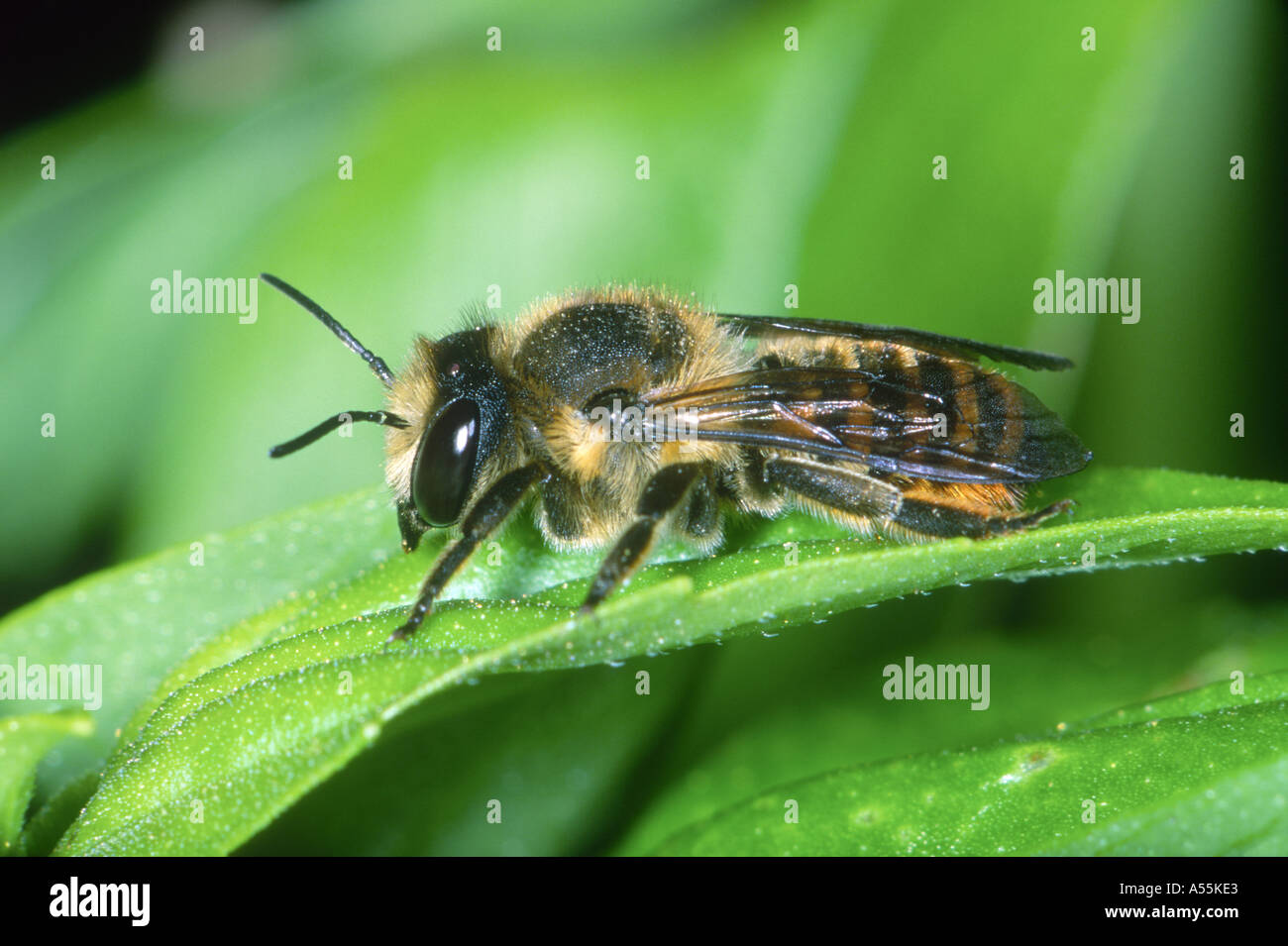 Leaf-cutter Bee, Megachile sp. On leaf Stock Photo - Alamy