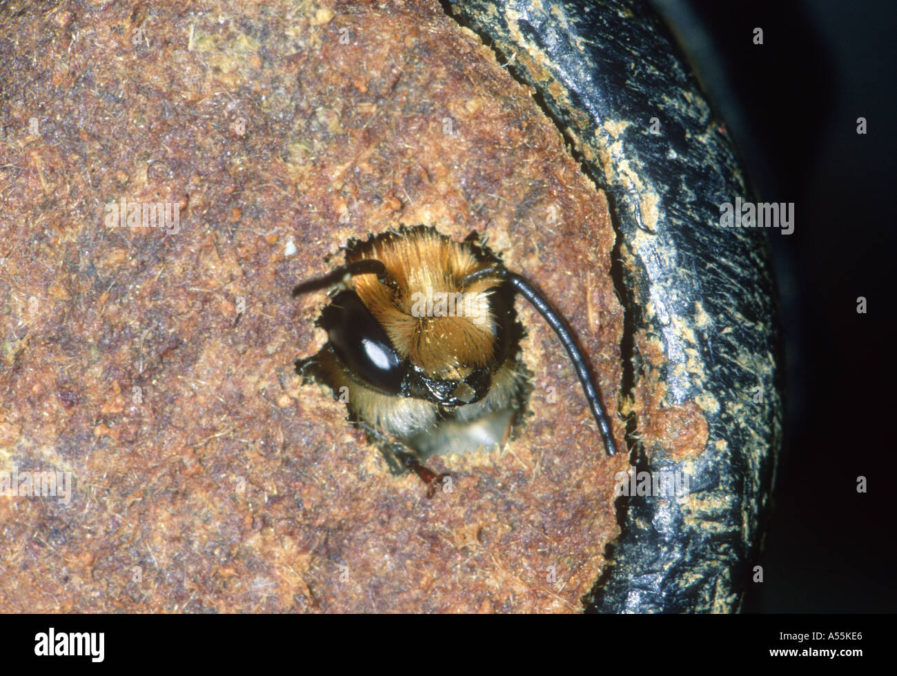 Red Mason Bee, Osmia bicornis. Hatching from nest Stock Photo - Alamy