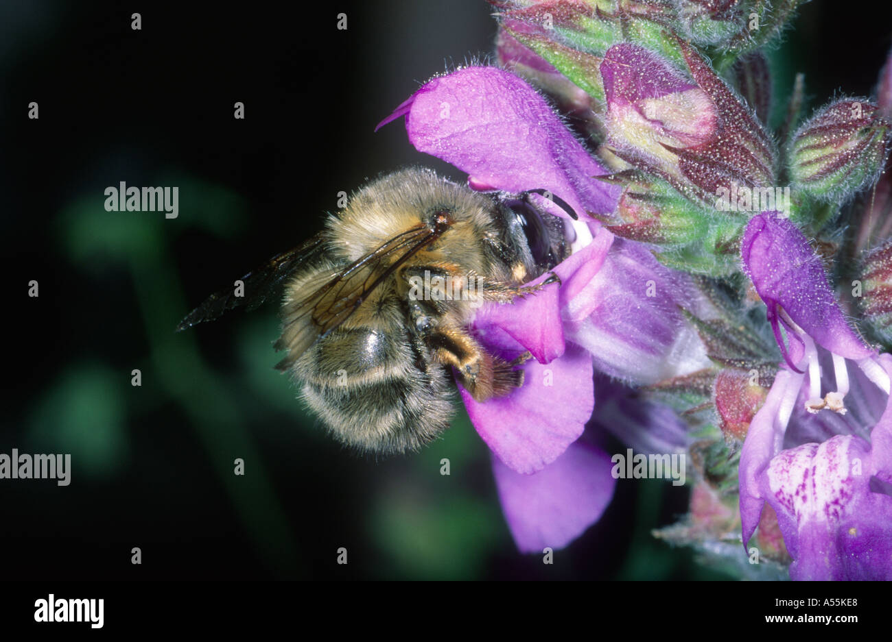 Bee, Family Anthophoridae. Collecting nectar on flower Stock Photo - Alamy