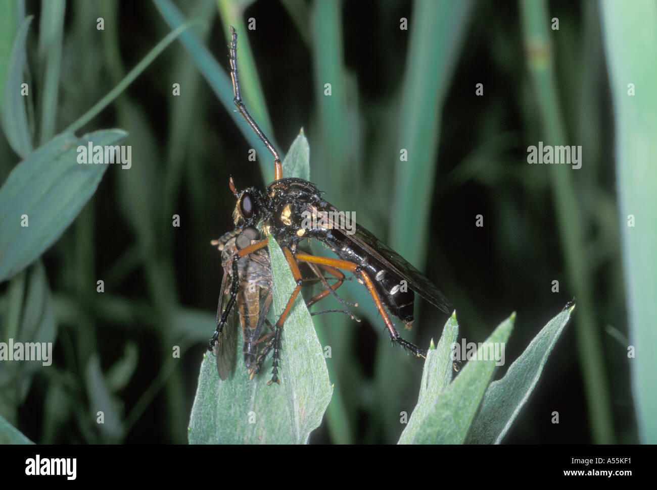 Robber-fly, Molobratia teutonus. Eating a prey Stock Photo - Alamy