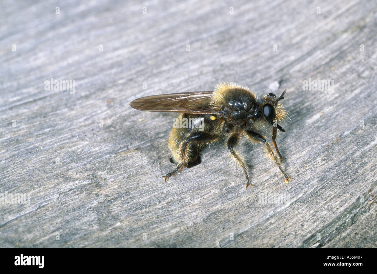 Robber fly behaviour hi-res stock photography and images - Alamy